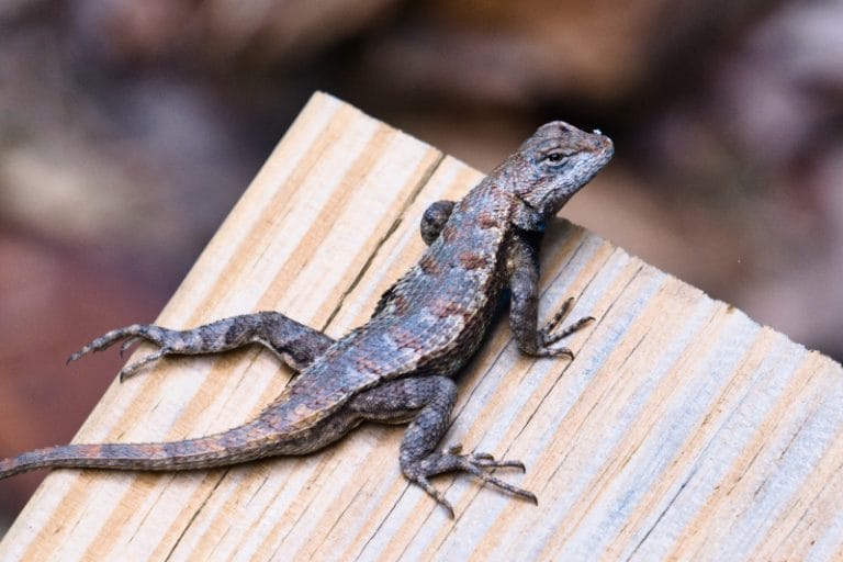 A Bird’s-Eye View of the Prairie Lizard - Steve Creek Wildlife Photography