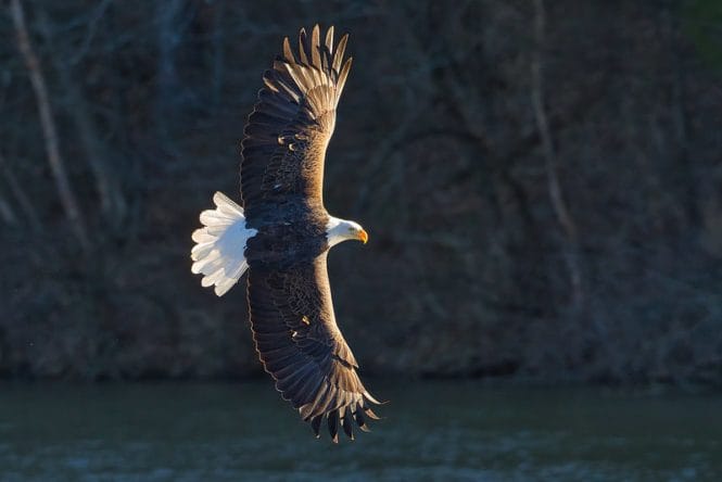 Bald Eagle Making A Turn - Steve Creek Wildlife Photography