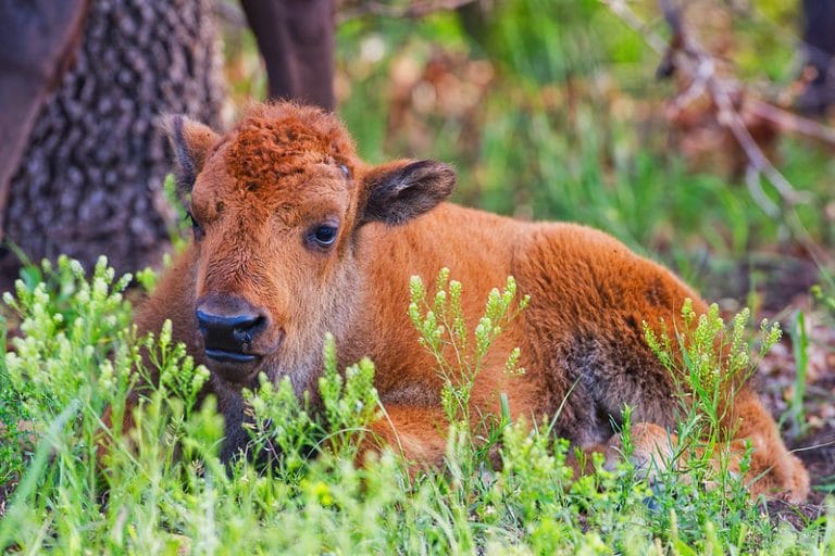 Baby Bison Resting - Steve Creek Wildlife Photography