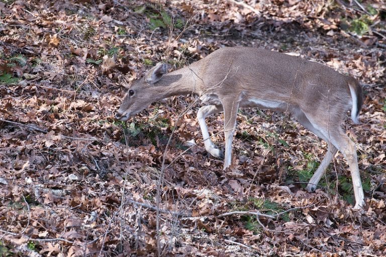 Whitetail Doe Feeding on Oak Ridge - Steve Creek Wildlife Photography
