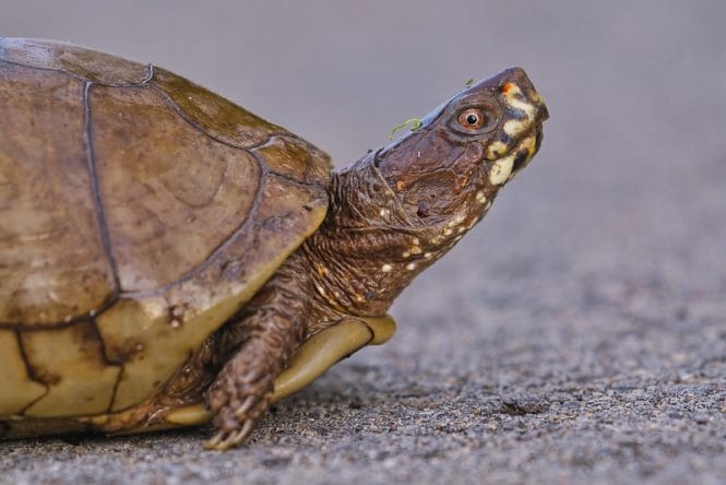 Early Spring Box Turtle - Steve Creek Wildlife Photography