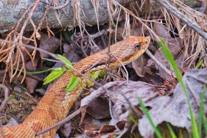 Two Different Colored Eastern Hog-nosed Snakes - Steve Creek Wildlife ...