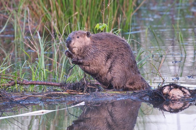 North American Beaver Feeding - Steve Creek Wildlife Photography