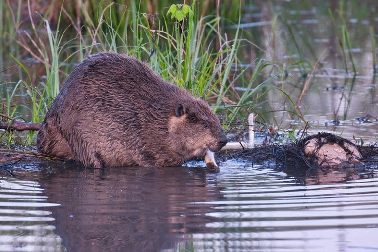 North American Beaver Feeding - Steve Creek Wildlife Photography
