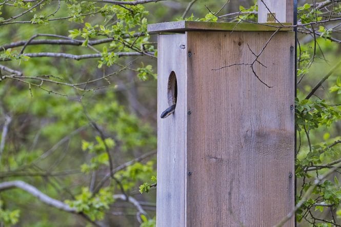 Snake Inside A Duck Nest Box - Steve Creek Wildlife Photography