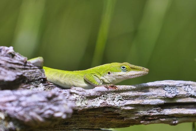 Green Anole On A Dead Log - Steve Creek Wildlife Photography