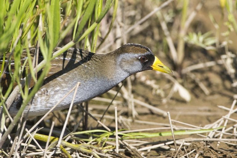 The Secretive Sora Bird - Steve Creek Wildlife Photography