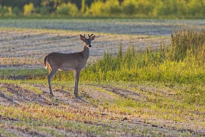 Two More Bucks In Velvet - Steve Creek Wildlife Photography