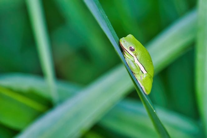 American Tree Frog On The Horton Slough Trail - Steve Creek Wildlife ...