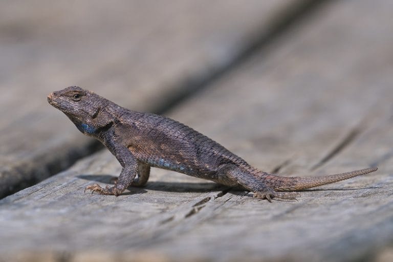 Lizard and Skink Tail Regrowth After Loss - Steve Creek Wildlife ...