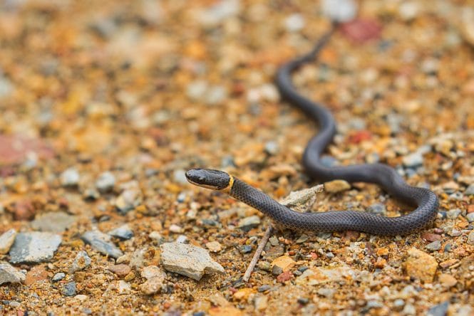 Ring-necked Snake - Steve Creek Wildlife Photography