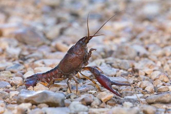Crayfish Crossing Roads at Sequoyah Refuge - Steve Creek Wildlife ...