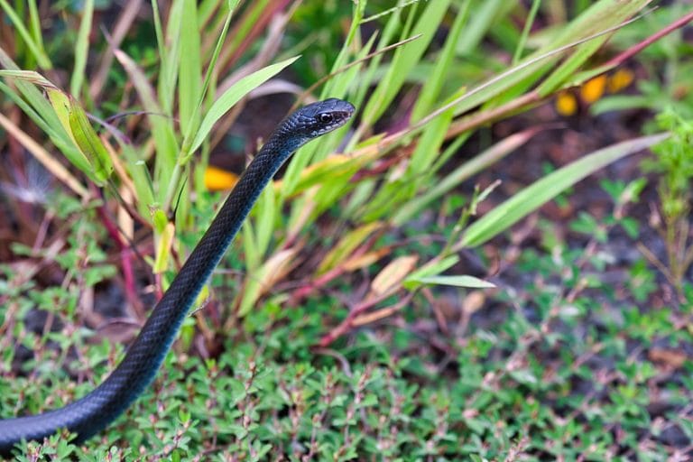 Snake Poised in an Upright Position - Steve Creek Wildlife Photography