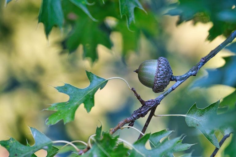 An Acorn On An Oak Tree - Steve Creek Wildlife Photography