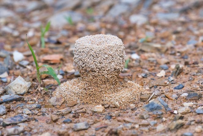 Ants Making Donuts With Sprinkles - Steve Creek Wildlife Photography