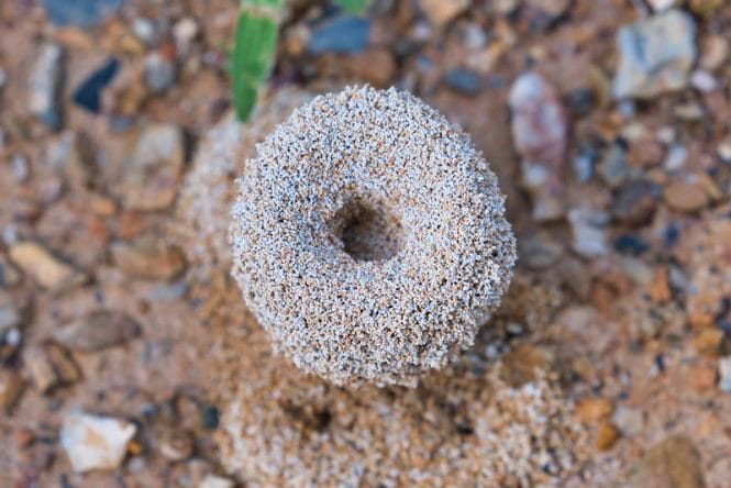 Ants Making Donuts With Sprinkles - Steve Creek Wildlife Photography