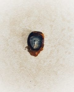 The 2020 Persimmon Seed Forecast - Steve Creek Wildlife Photography