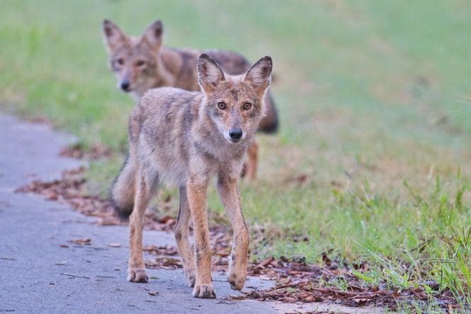 Two Young Coyotes Coming Close - Steve Creek Wildlife Photography