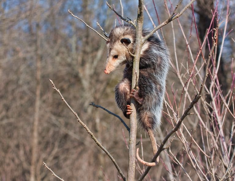 Treed Opossum: My Photo Featured on the Smithsonian Channel - Steve ...