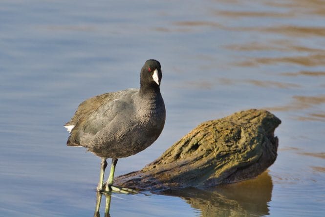 The Fascinating Feet of the American Coot - Steve Creek Wildlife ...