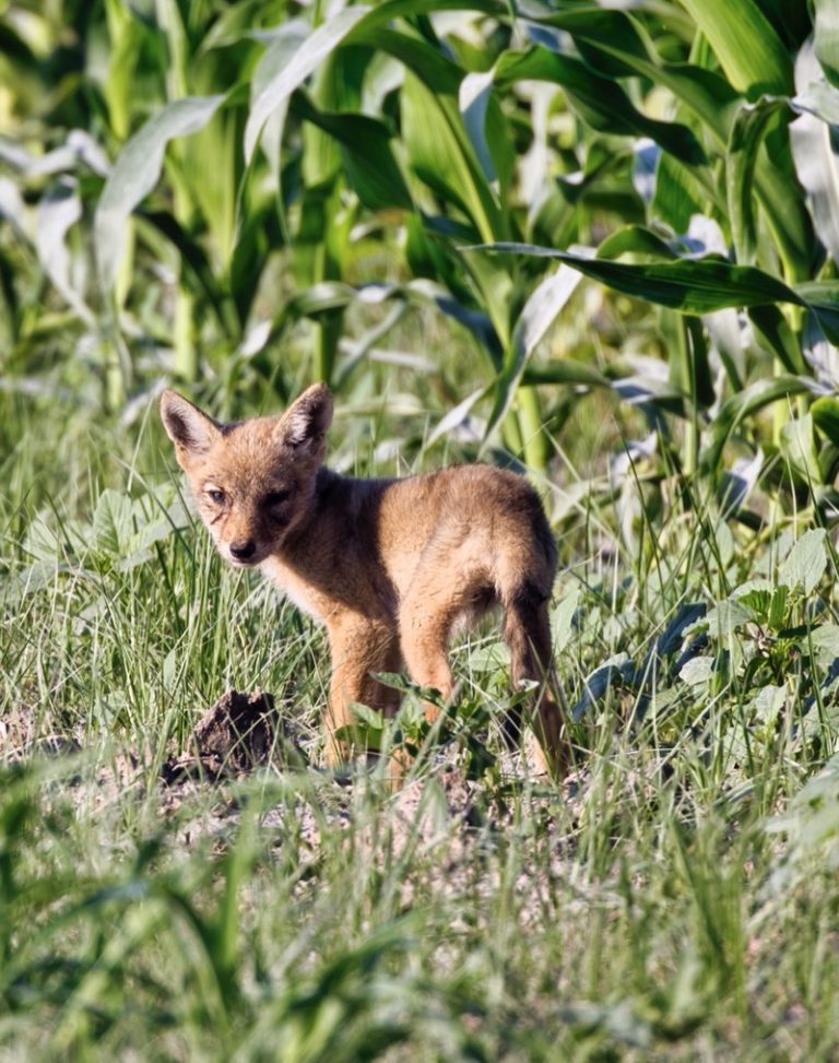 Baby Coyote - Steve Creek Wildlife Photography