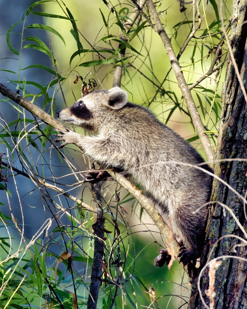 Raccoon 20210713 0294 1 | Steve Creek Wildlife Photography