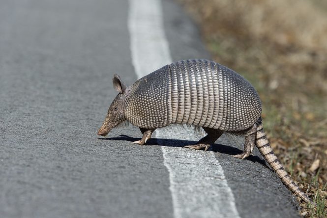 Live Armadillo Crossing the Road: A Rare Sight - Steve Creek Wildlife ...