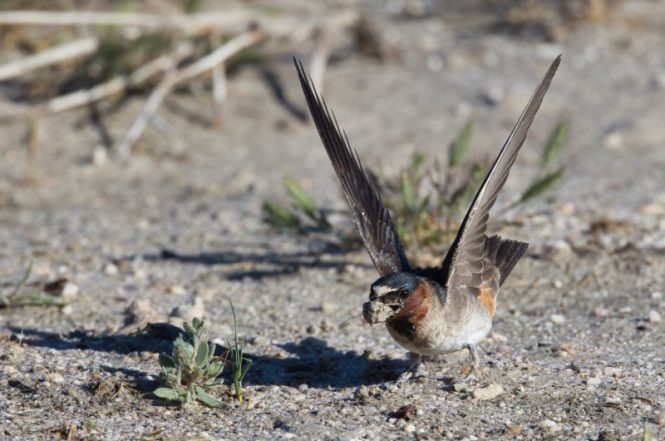 Cliff Swallow Gathering Nesting Material - Steve Creek Wildlife Photography