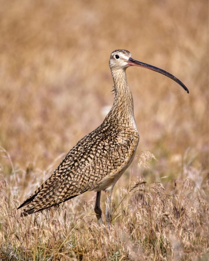 Long-billed Curlew In Utah - Steve Creek Wildlife Photography