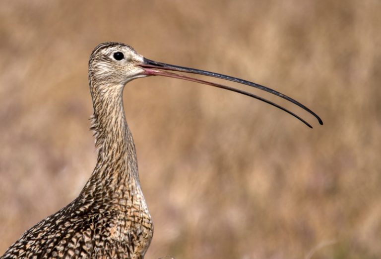 Long-billed Curlew Profile - Steve Creek Wildlife Photography