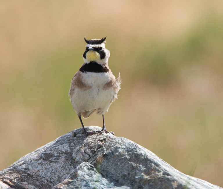 Horned Lark - Steve Creek Wildlife Photography