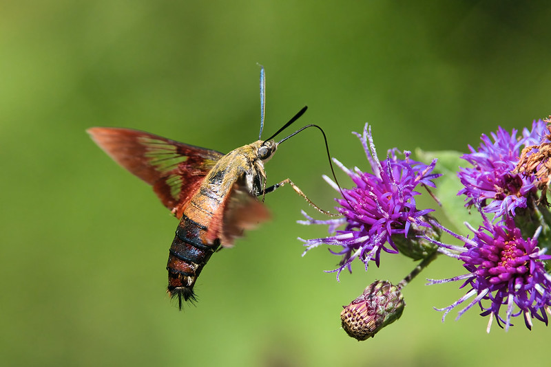 Hummingbird Moth Near The Ouachita National Forest Steve Creek Hummingbird Moth Near The Ouachita National Forest Steve Creek