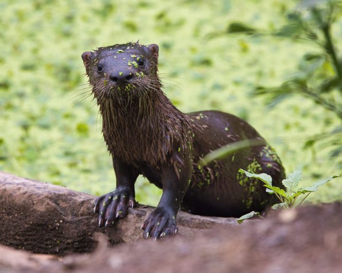 The Feet of North American River Otters Pups - Steve Creek Wildlife ...