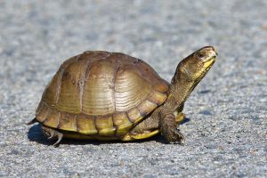 Three-toed Box Turtle - Steve Creek Wildlife Photography