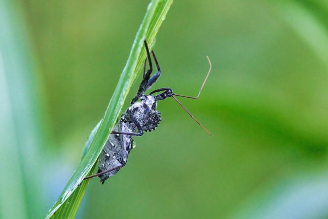 Capturing Oklahoma's Wheel Bug - Steve Creek Wildlife Photography