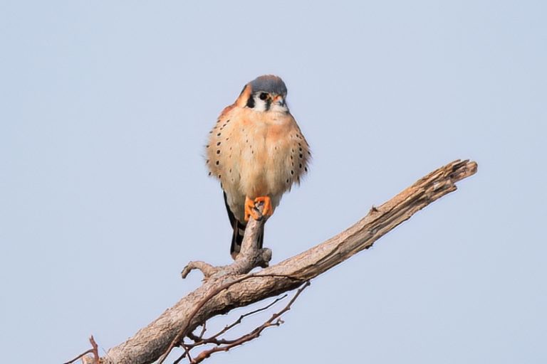 American Kestrel Front View - Steve Creek Wildlife Photography