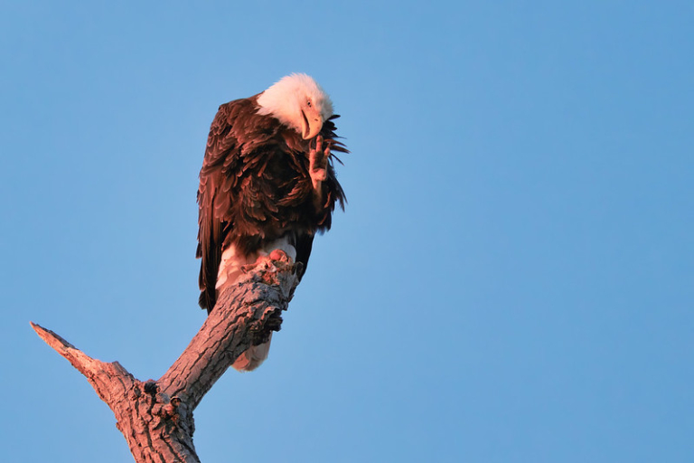 Photographing a Bald Eagle Scratching an Itch - Steve Creek Wildlife Photography