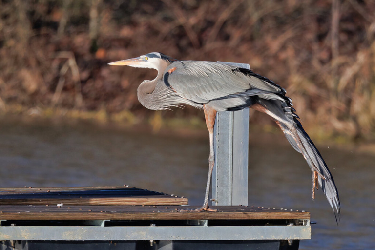 Great Blue Heron Stretching – A Serene and Unexpected Moment - Steve ...