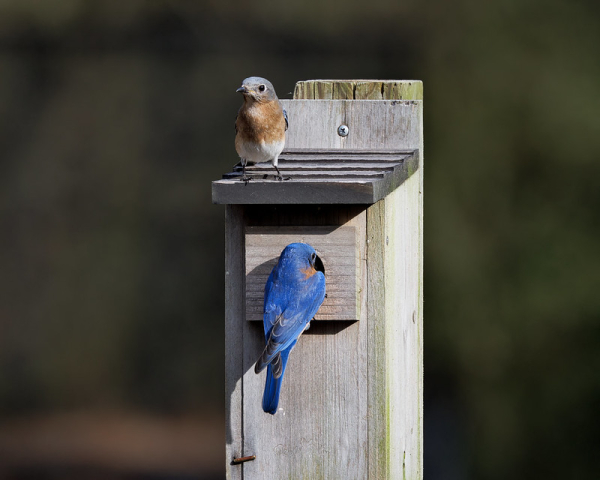 Eastern Bluebirds Check Out My Birdhouse | Steve Creek Wildlife Photography