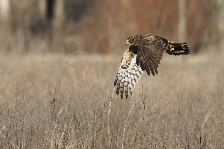 Female Northern Harrier In Flight - Steve Creek Wildlife Photography