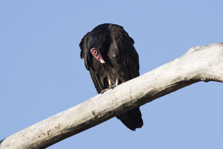 The Classic Stooped-Over Look Of A Vulture - Steve Creek Wildlife ...