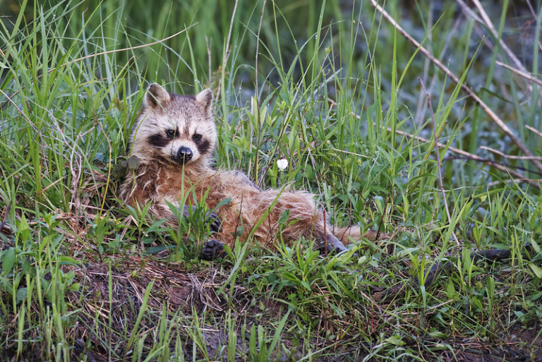 A Lounging Raccoon In Oklahoma - Steve Creek Wildlife Photography