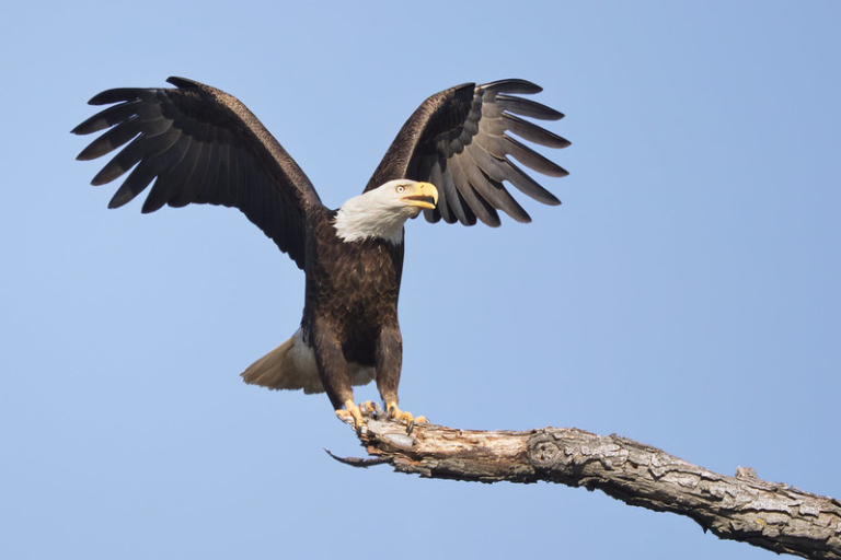 Mature Bald Eagle Lands On A Dead Limb - Steve Creek Wildlife Photography