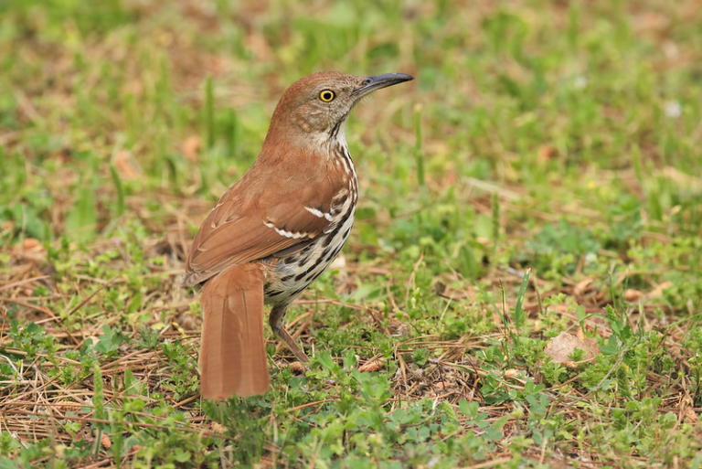 Brown Thrasher in Arkansas, A Spring Yard Encounter