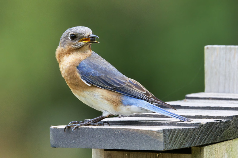 Male and Female Eastern Bluebird Feeding Strategies - Steve Creek ...