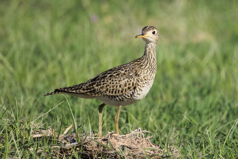 Discovering the Upland Sandpiper - Steve Creek Wildlife Photography
