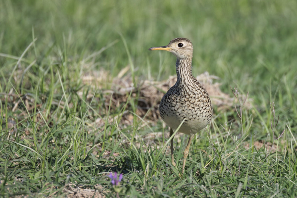 Discovering the Upland Sandpiper - Steve Creek Wildlife Photography