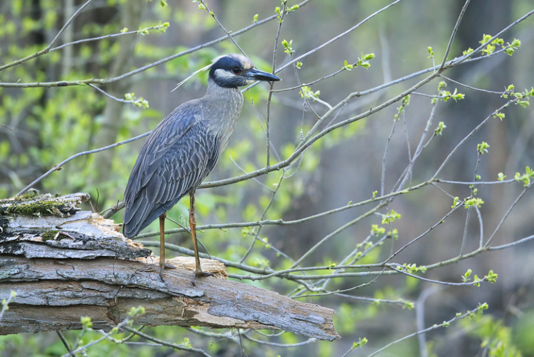 Yellow-crowned Night-Herons Return - Steve Creek Wildlife Photography