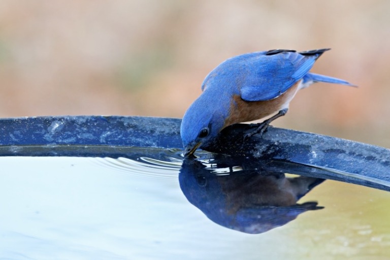 Providing Water for Backyard Birds in Winter - Steve Creek Wildlife ...