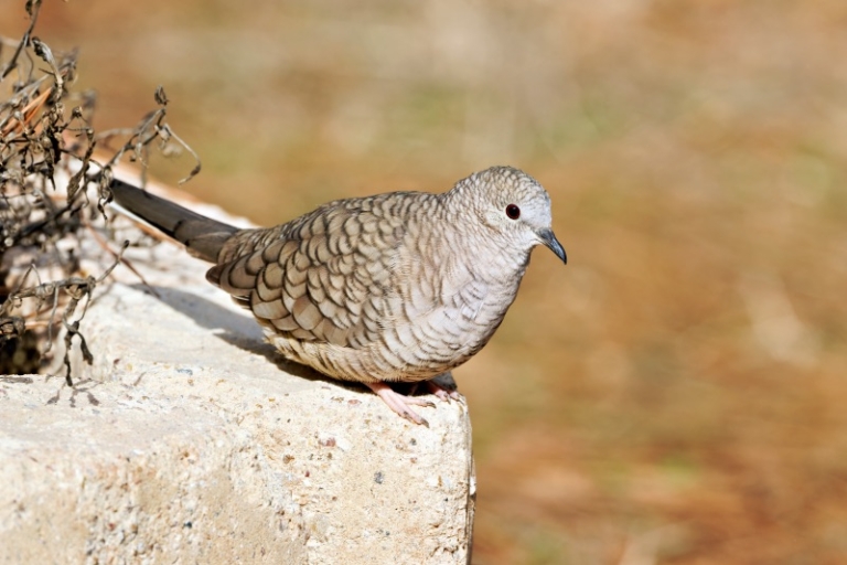 Inca Doves Visit My Yard in Arkansas - Steve Creek Wildlife Photography